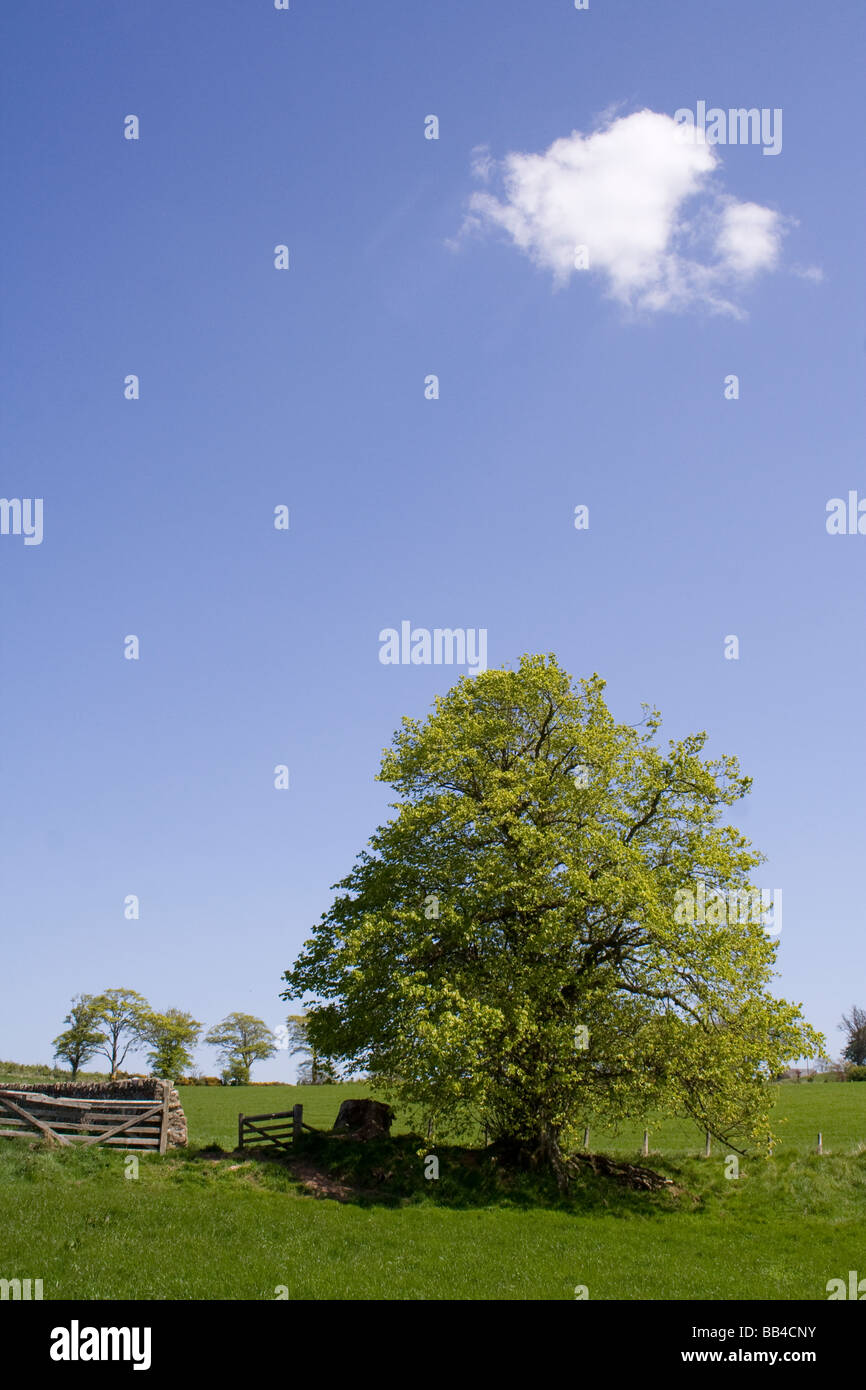 Oak tree beside a gate Stock Photo - Alamy