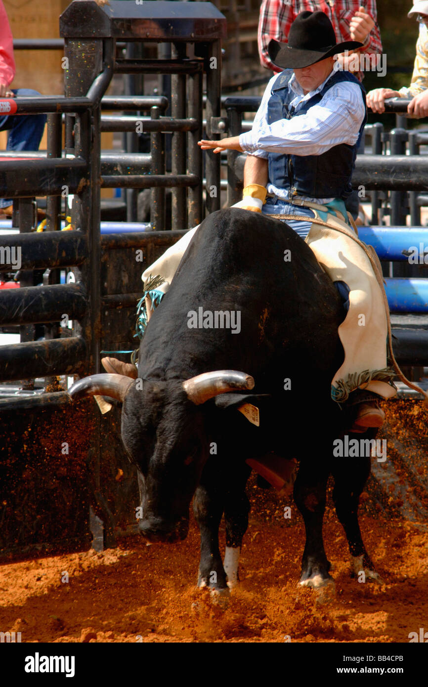 Rodeo bull rider performance at the Texas State Fair rodeo arena/Dallas ...