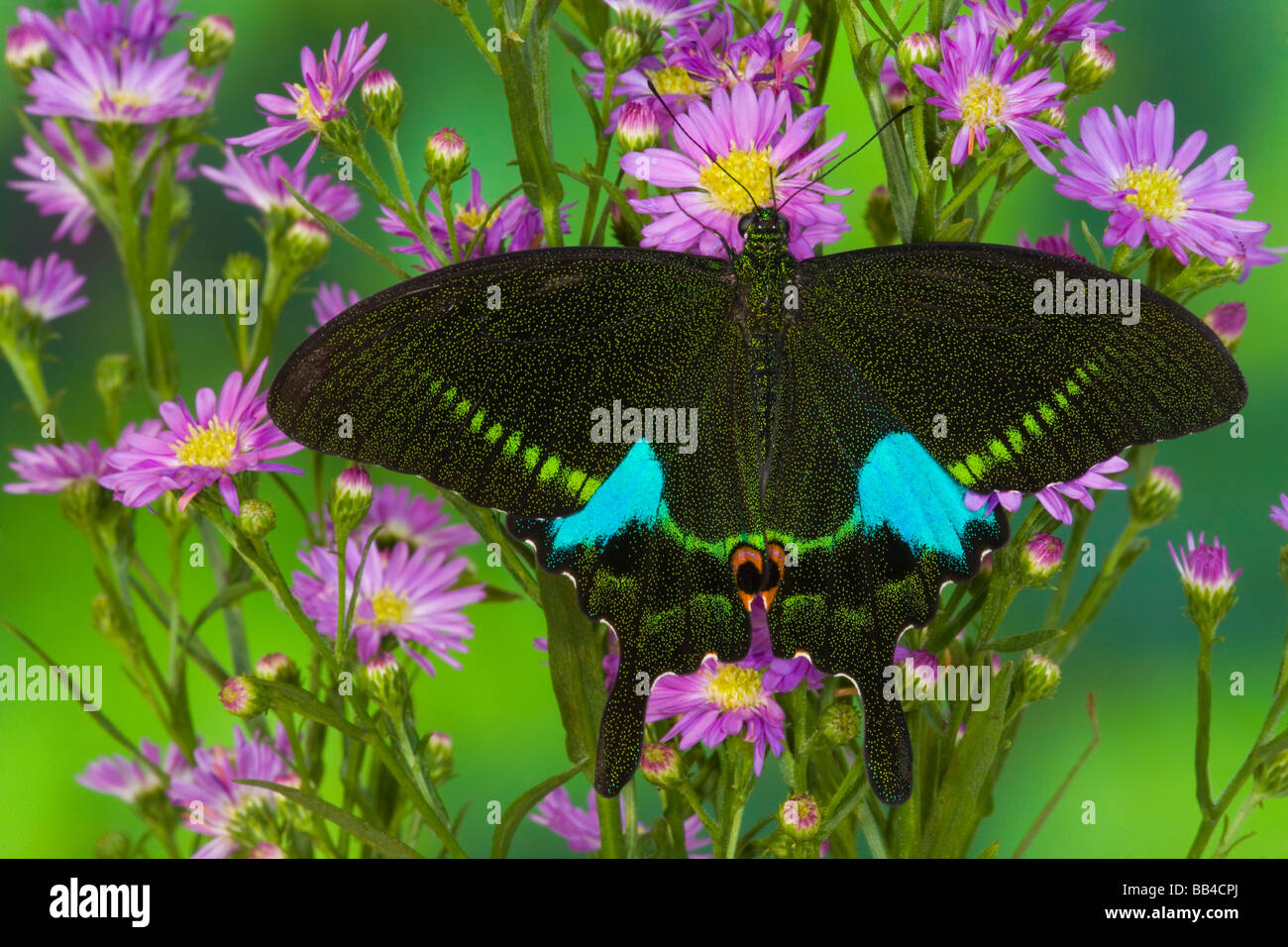 Paris peacock butterfly hi-res stock photography and images - Alamy