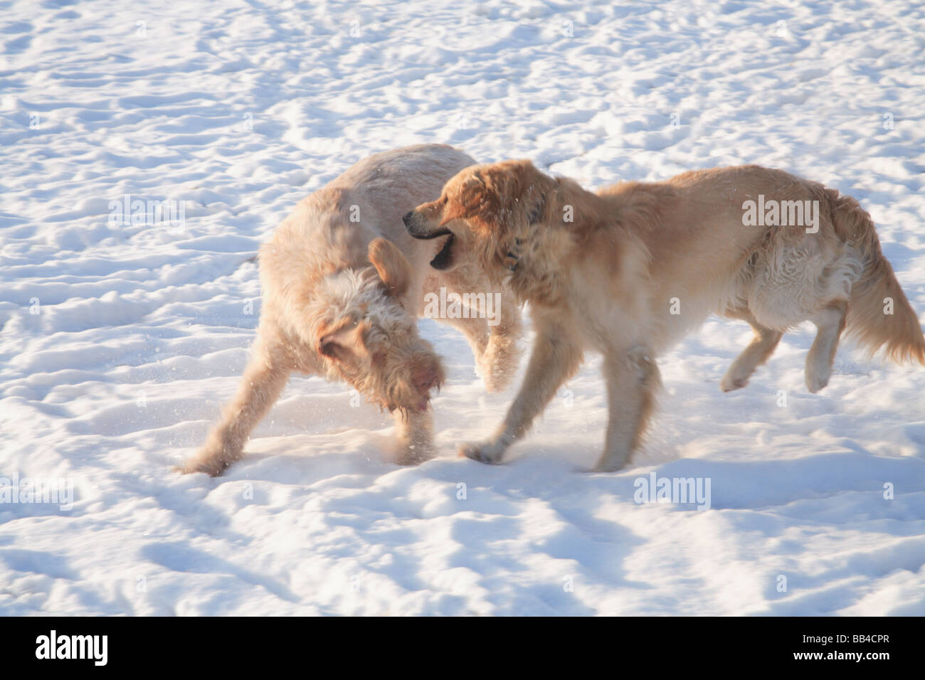 Italian Spinone and Labrador Dog in snow Stock Photo - Alamy