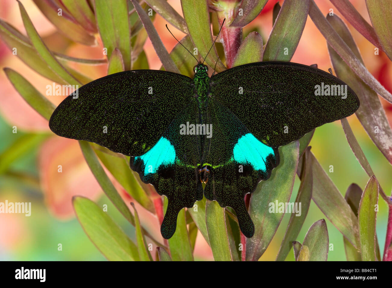 Paris peacock butterfly hi-res stock photography and images - Alamy