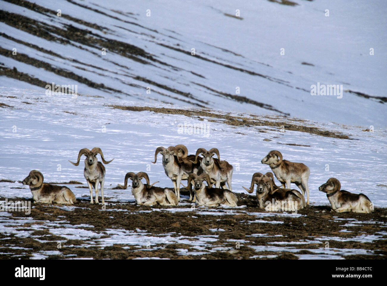 A group of Marco Polo sheep rams (Ovis ammon polii) relax on a bare ...