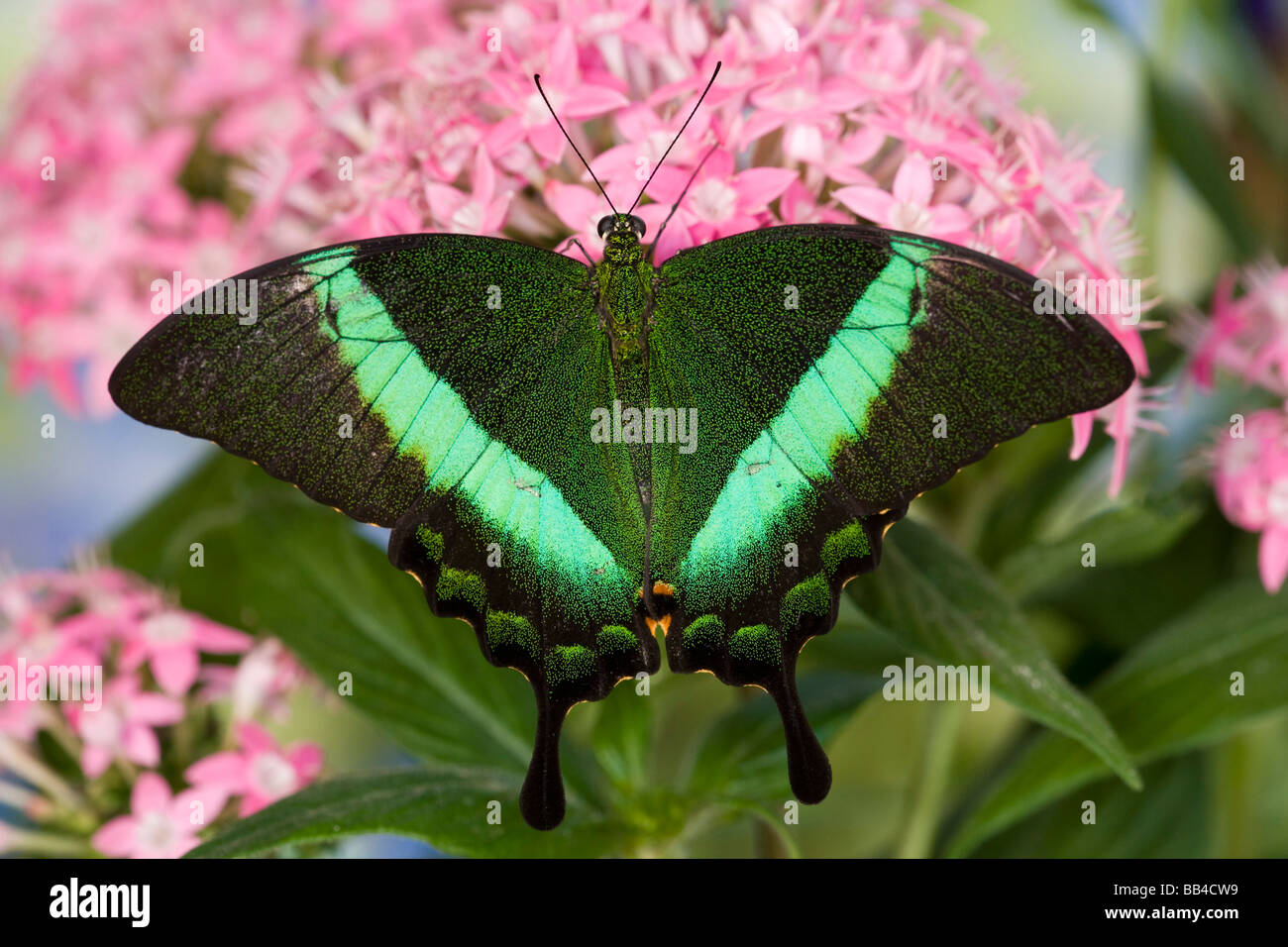 Sammamish, Washington Tropical Butterfly Photograph of Papilio ...