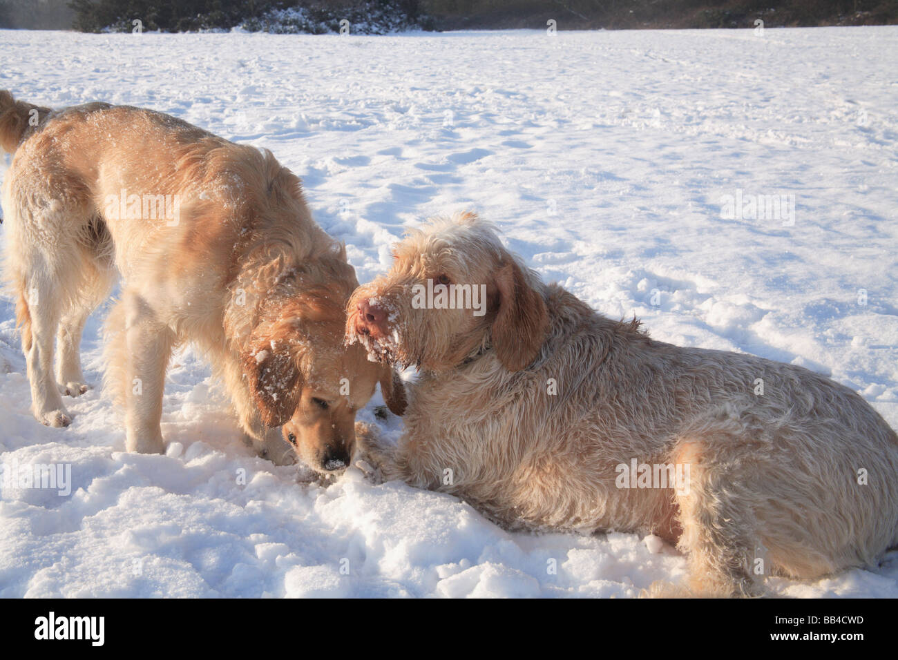 Italian Spinone and Labrador Dog in snow Stock Photo - Alamy