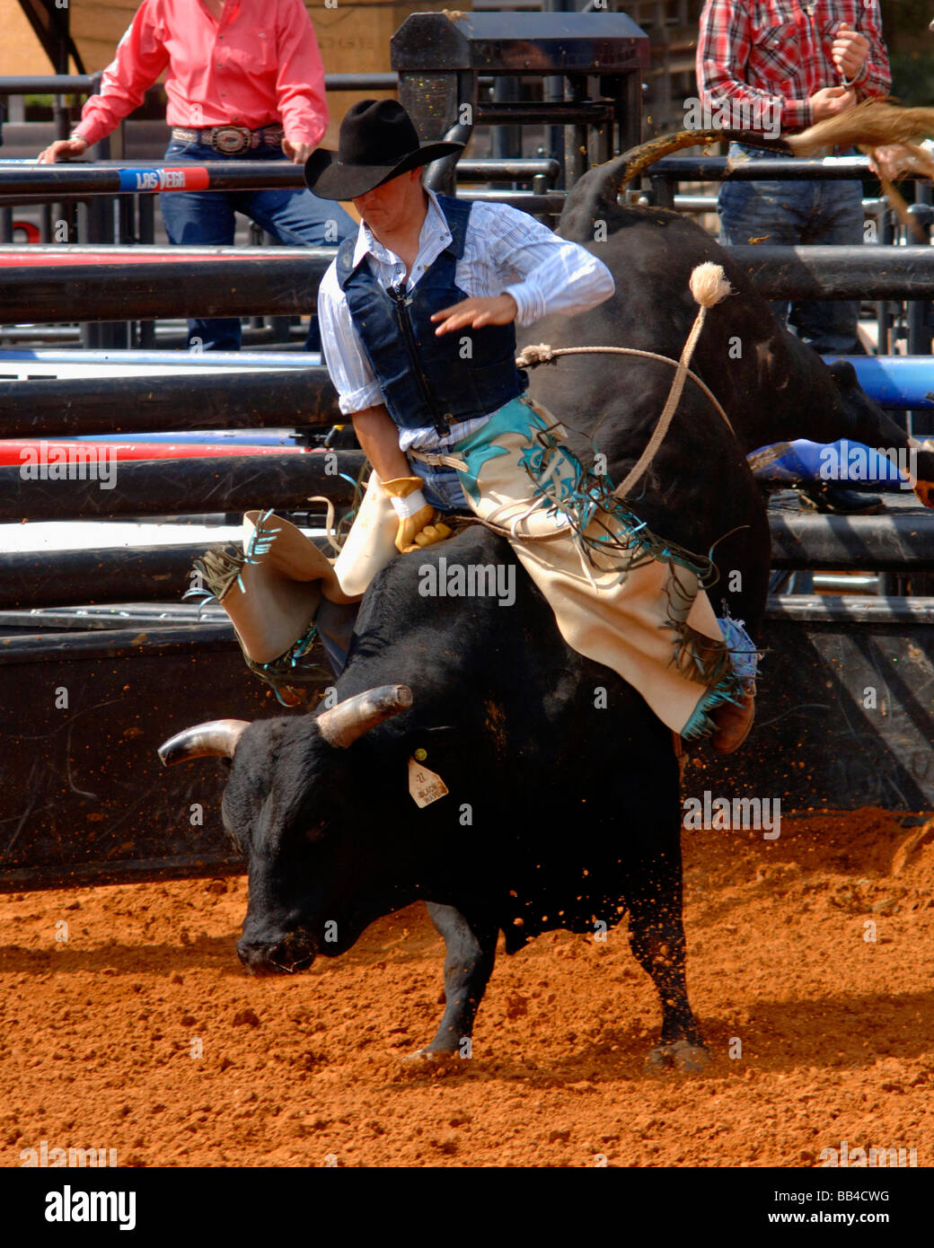 Rodeo bull rider performance at the Texas State Fair rodeo arena/Dallas ...
