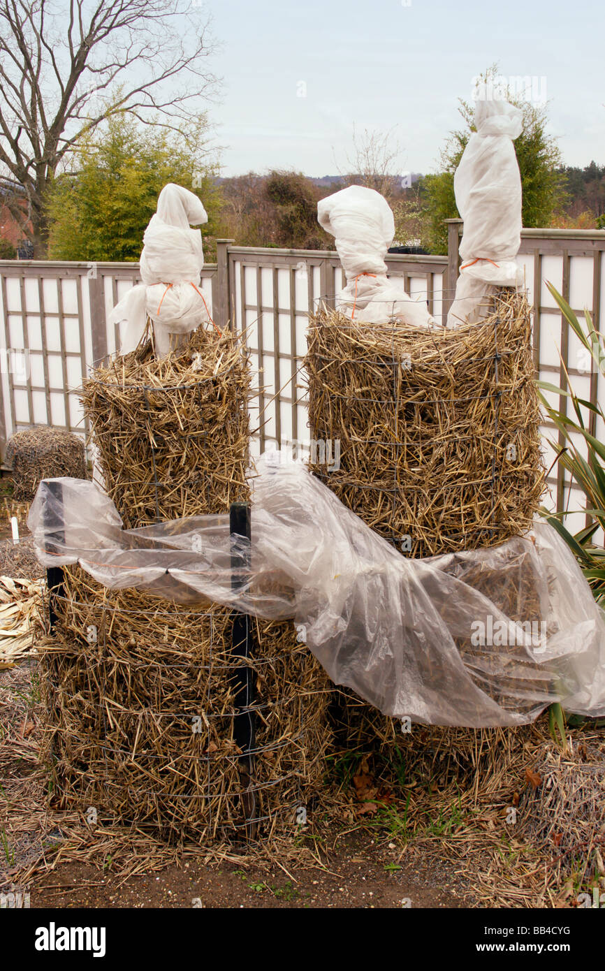 Musa sapientum hi-res stock photography and images - Alamy