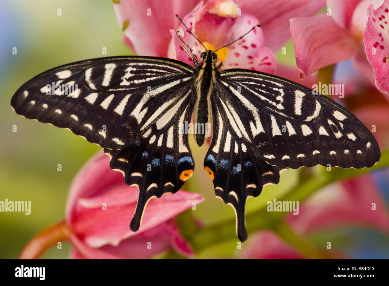 Sammamish, Washington Tropical Butterfly Photograph of Papilio xuthus ...