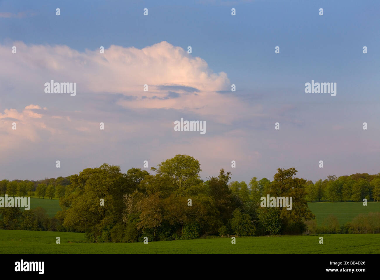 Ancient coppiced woodland hi-res stock photography and images - Alamy