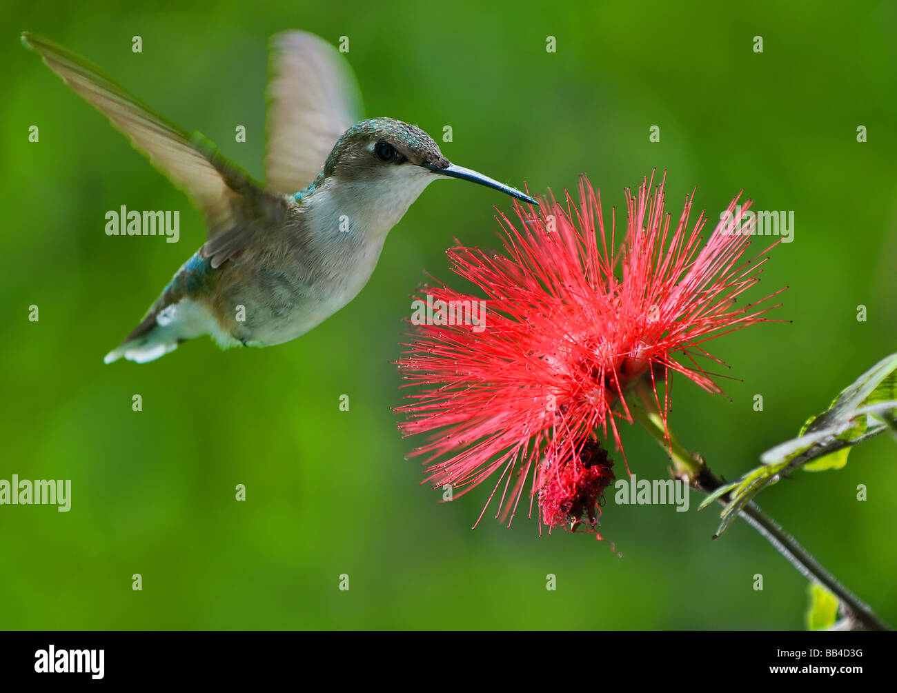 Hummingbird on a flower Stock Photo - Alamy