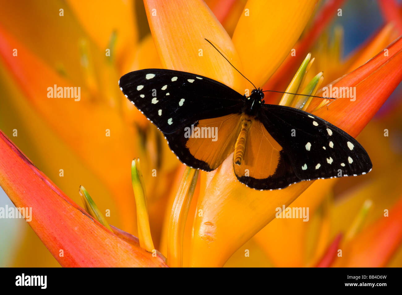 Tropic fleur hi-res stock photography and images - Alamy