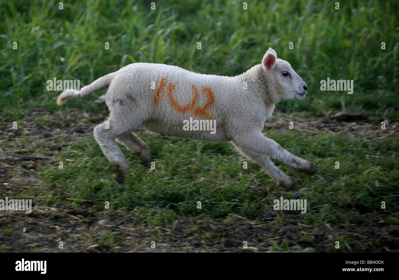 A Lamb leaping in a field Stock Photo - Alamy
