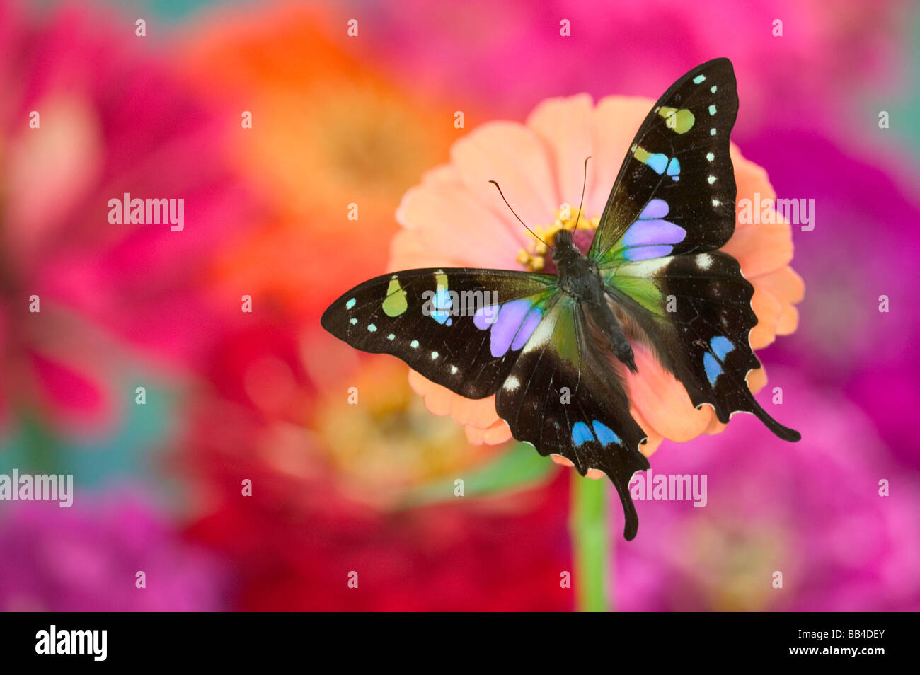 Purple Spotted Swallowtail Flying