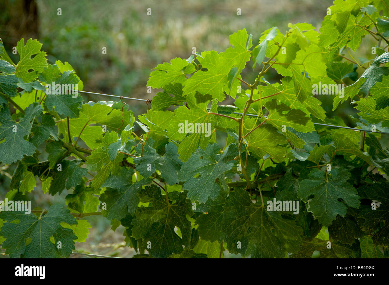 Junction produce hi-res stock photography and images - Alamy