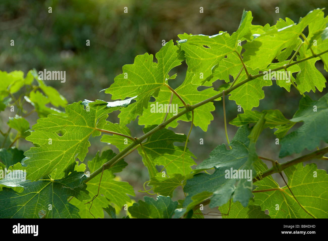 Colorado, Grand Junction. Colorado vineyard, grape vines Stock Photo ...