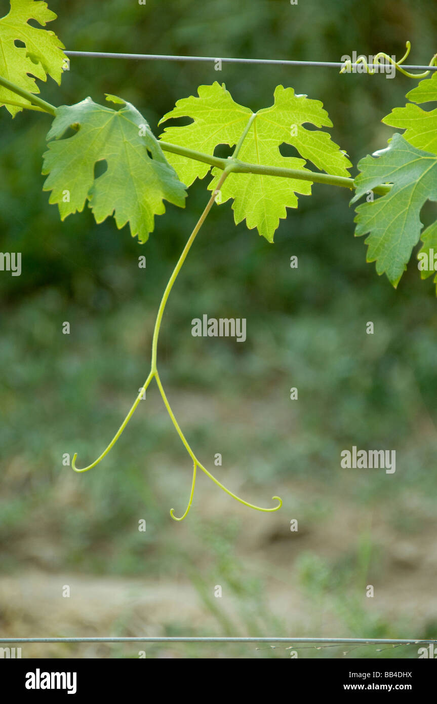 Junction produce hi-res stock photography and images - Alamy