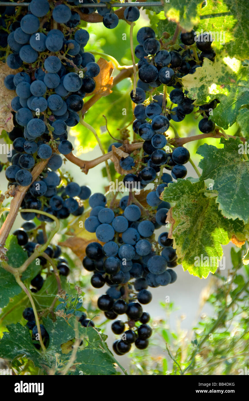 Colorado, Grand Junction. Colorado vineyard, grape vines Stock Photo ...