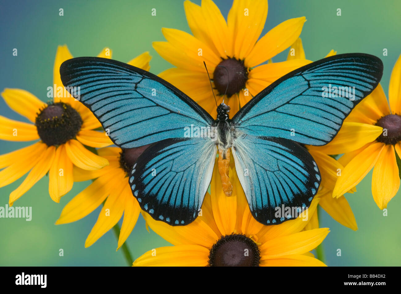 Sammamish Washington Tropical Butterflies Stock Photo - Alamy