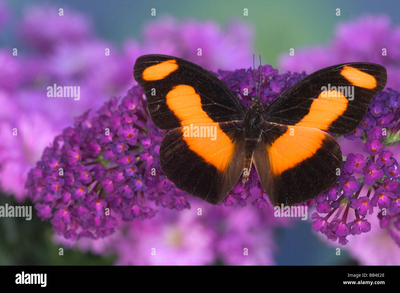 Banded purple wing butterfly hi-res stock photography and images - Alamy