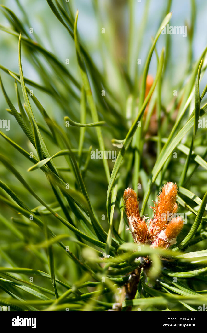 Closeup of a pine tree Stock Photo - Alamy