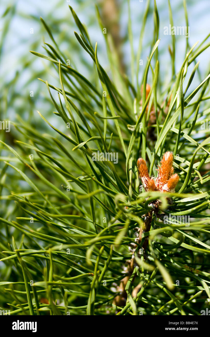 Closeup of a pine tree Stock Photo - Alamy