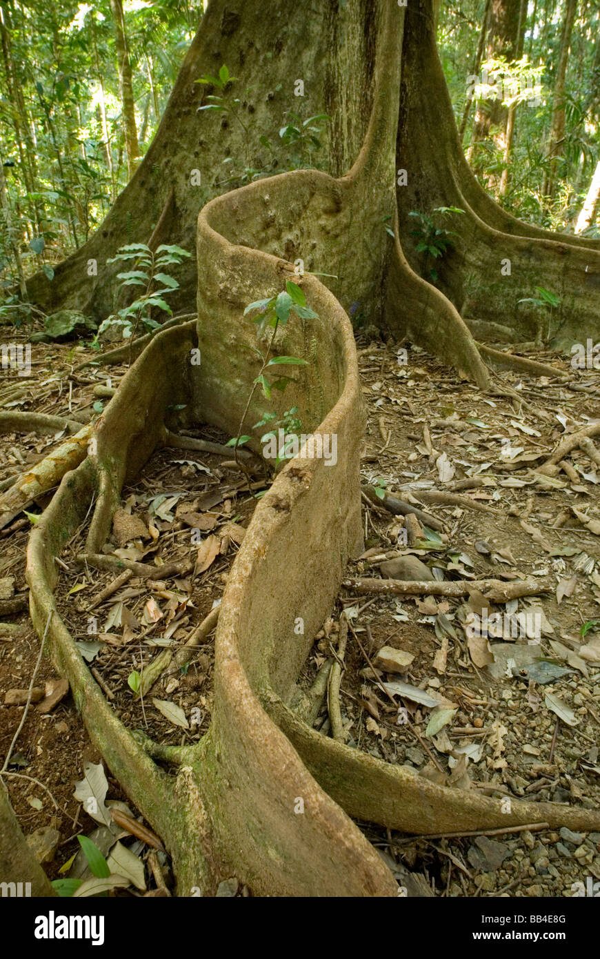 The sprawling buttress root system of a rainforest tree. Mary Caincross ...