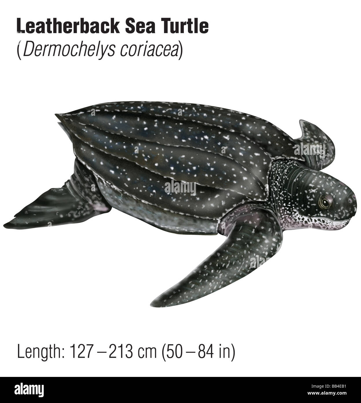 Leatherback Sea Turtle Endangered