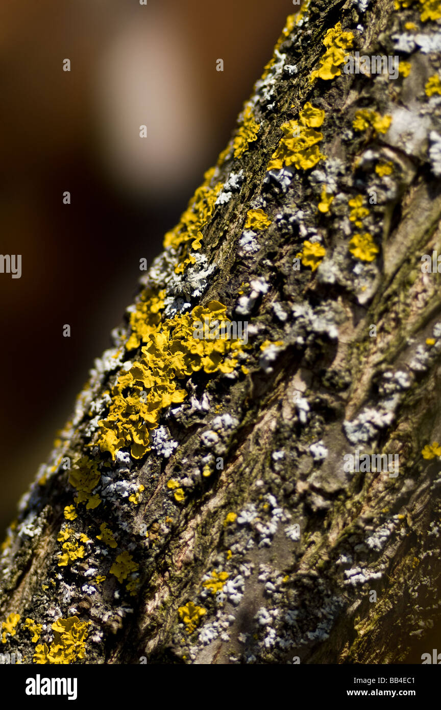 Elder tree bark hi-res stock photography and images - Alamy