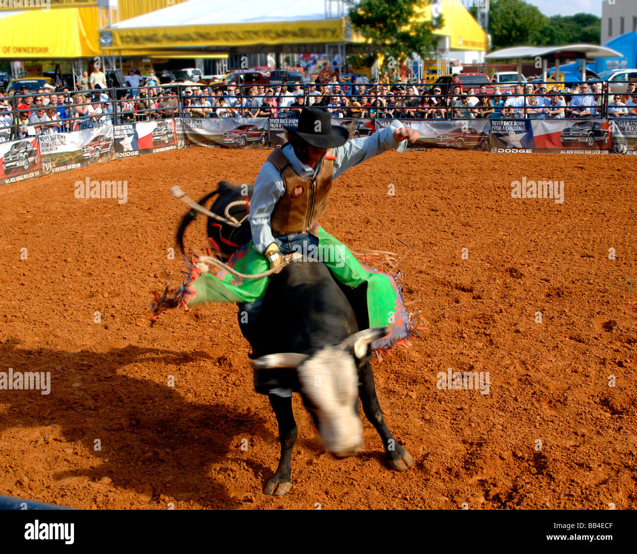 Rodeo bull rider performance at the Texas State Fair rodeo arena/Dallas ...
