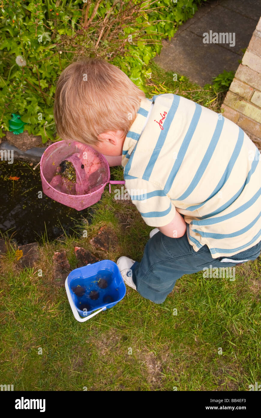 Bucket with newts hi-res stock photography and images - Alamy