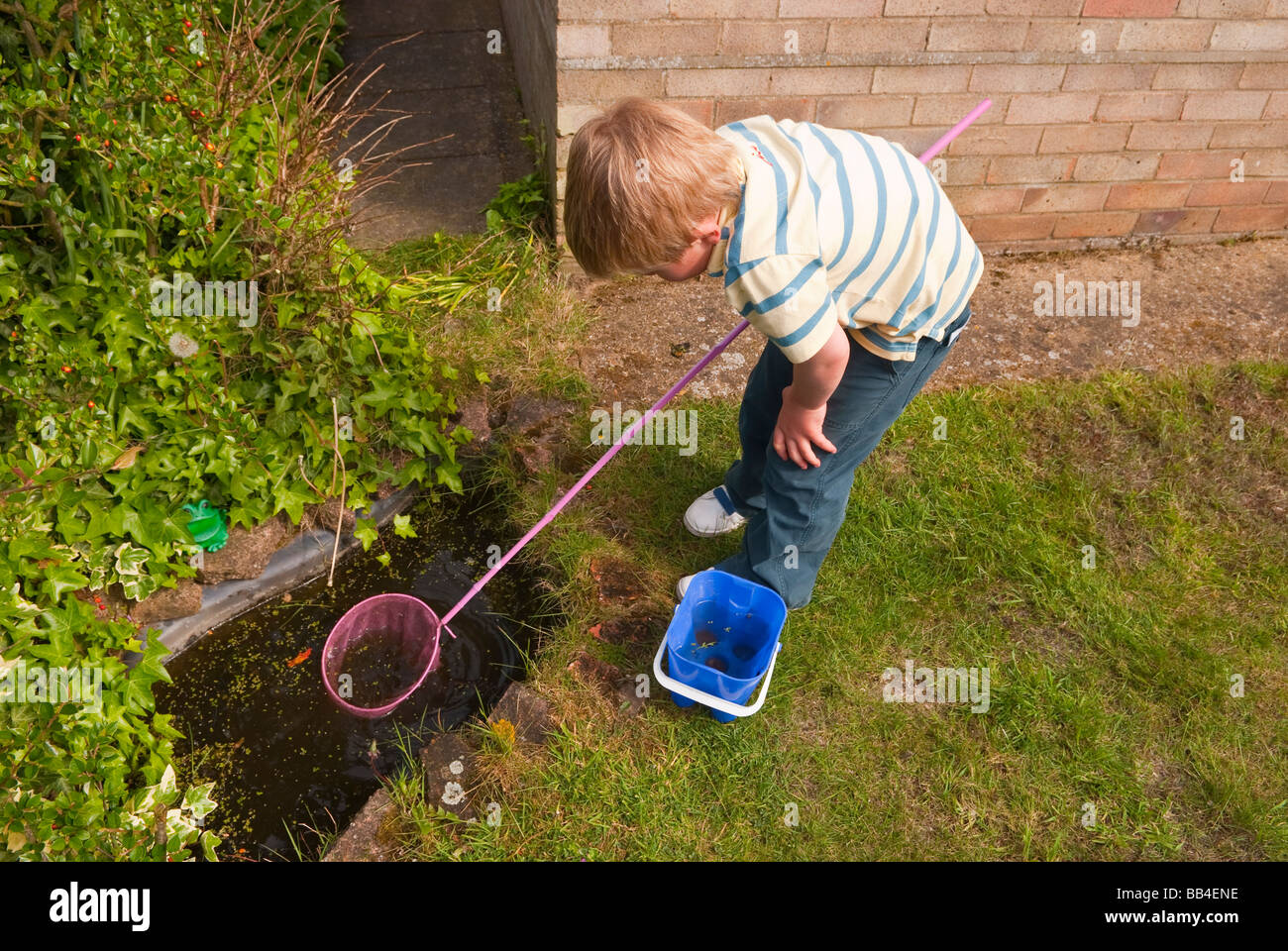 A view looking down on a young boy catching newts and fish with his ...