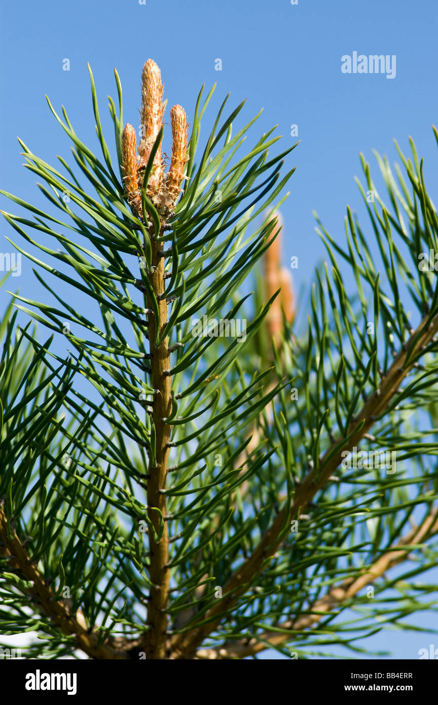 Closeup of a pine tree Stock Photo - Alamy
