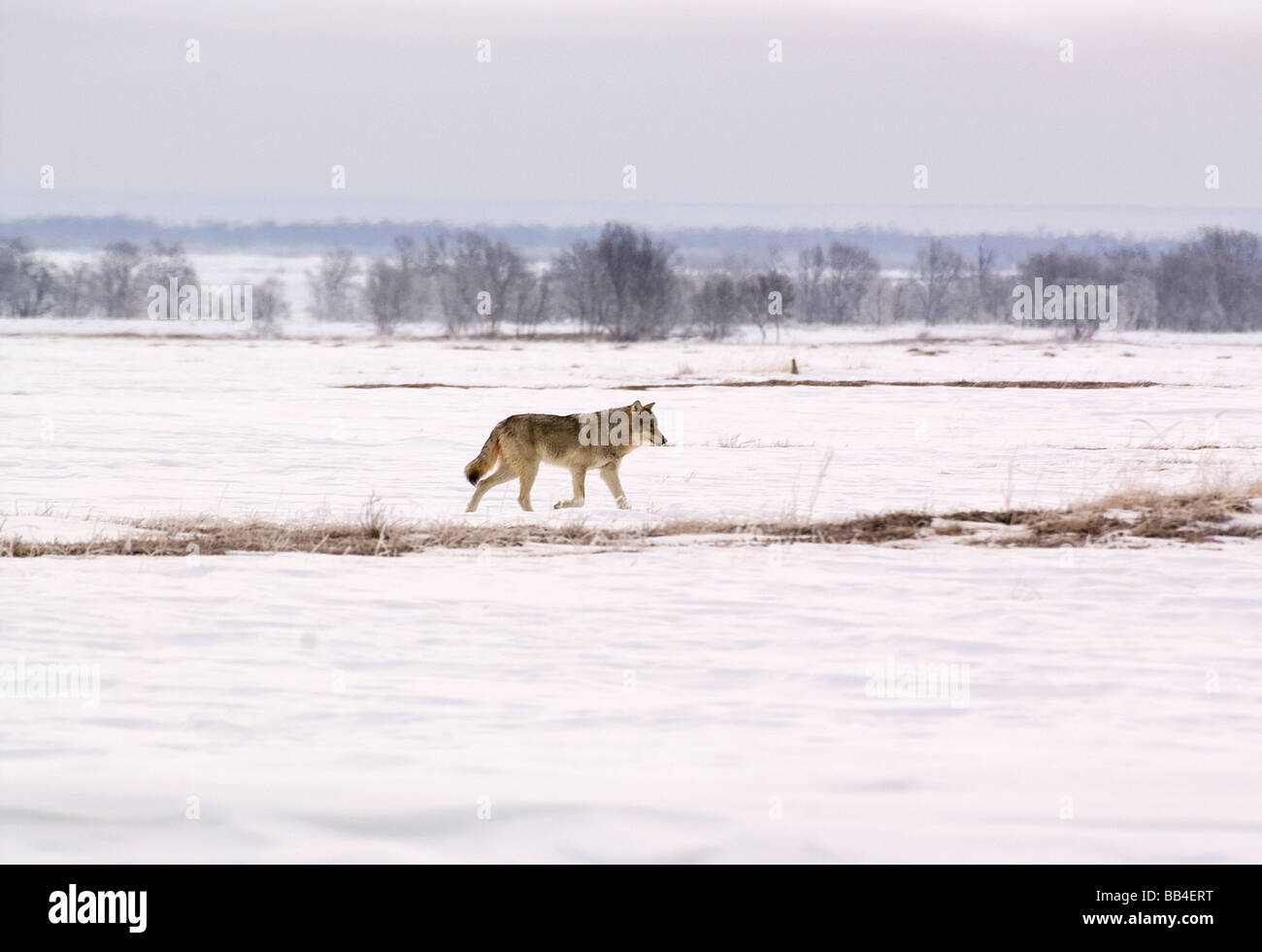 Polar wolf (Canis lupus albus Stock Photo - Alamy
