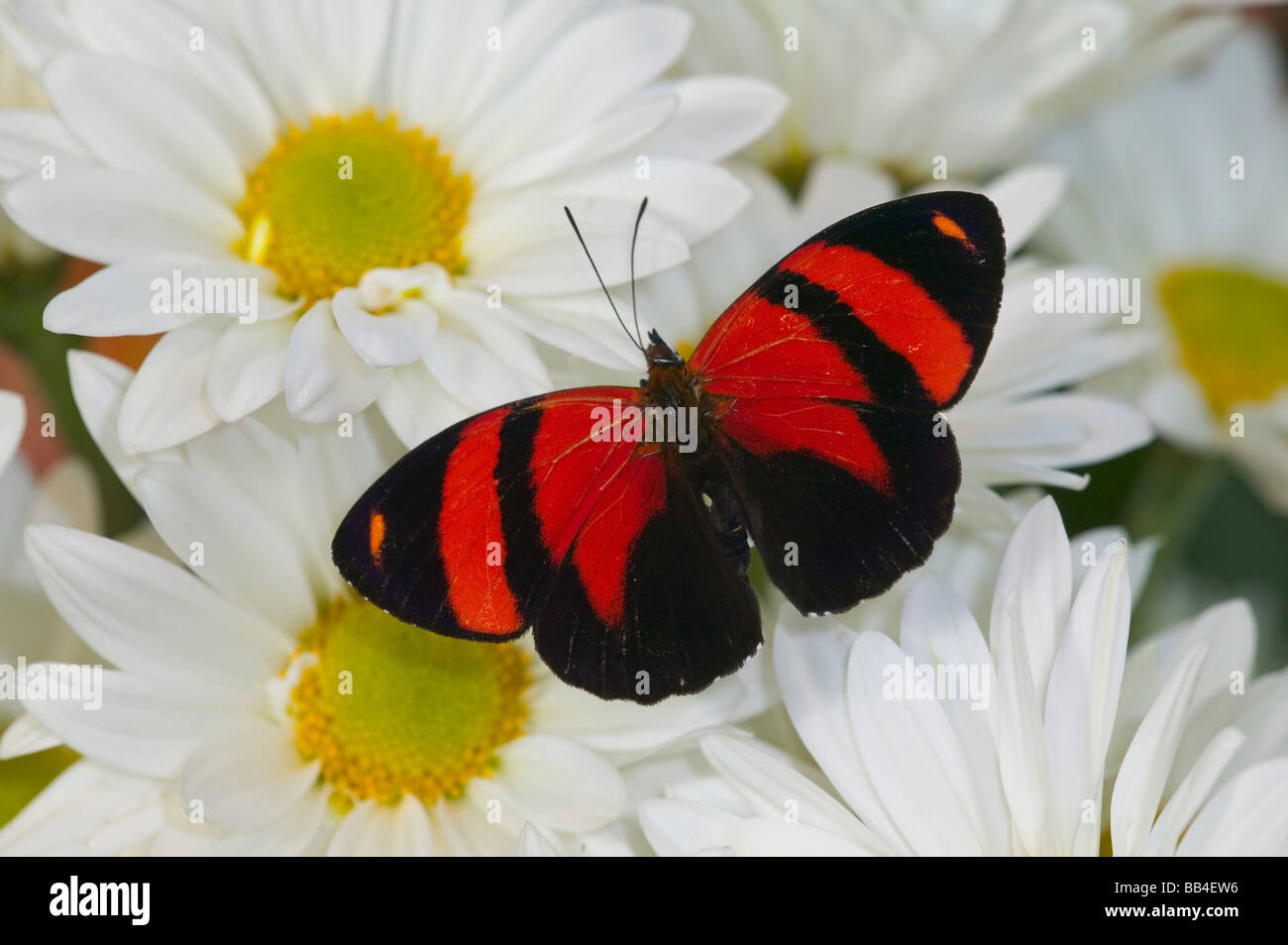 Callicore butterfly hi-res stock photography and images - Alamy