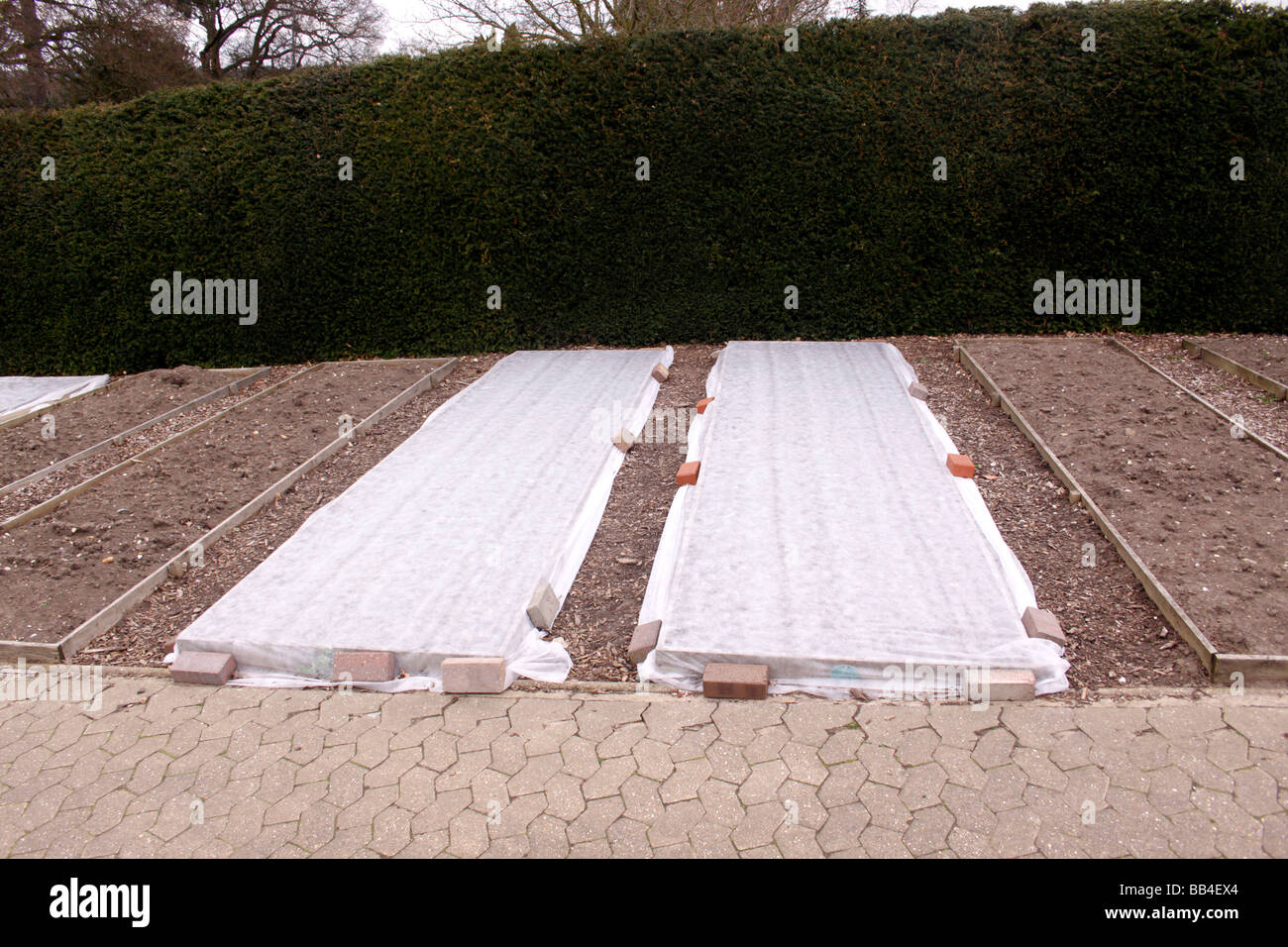 HORTICULTURAL FLEECE PROTECTING A VEGETABLE PATCH FROM FROST Stock ...
