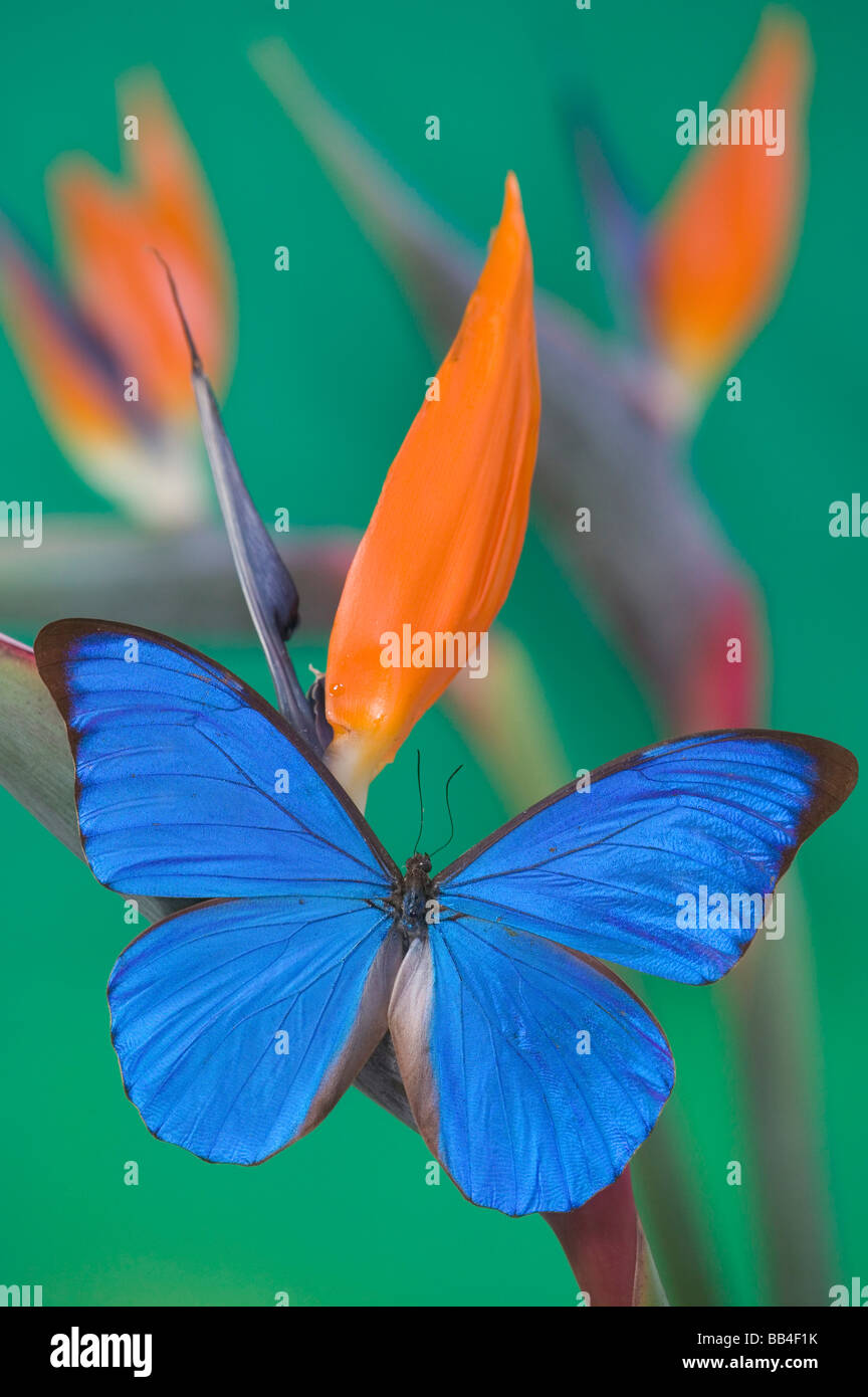 Sammamish Washington Photograph of Butterfly on Flowers, Morpho ...