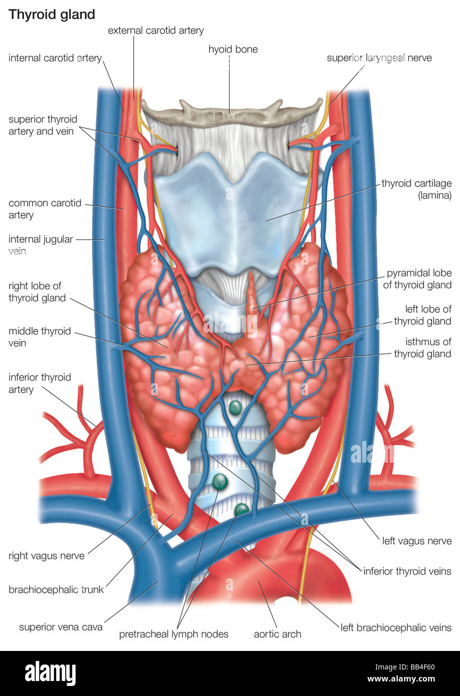 Ramas De La Arteria Tiroidea Superior