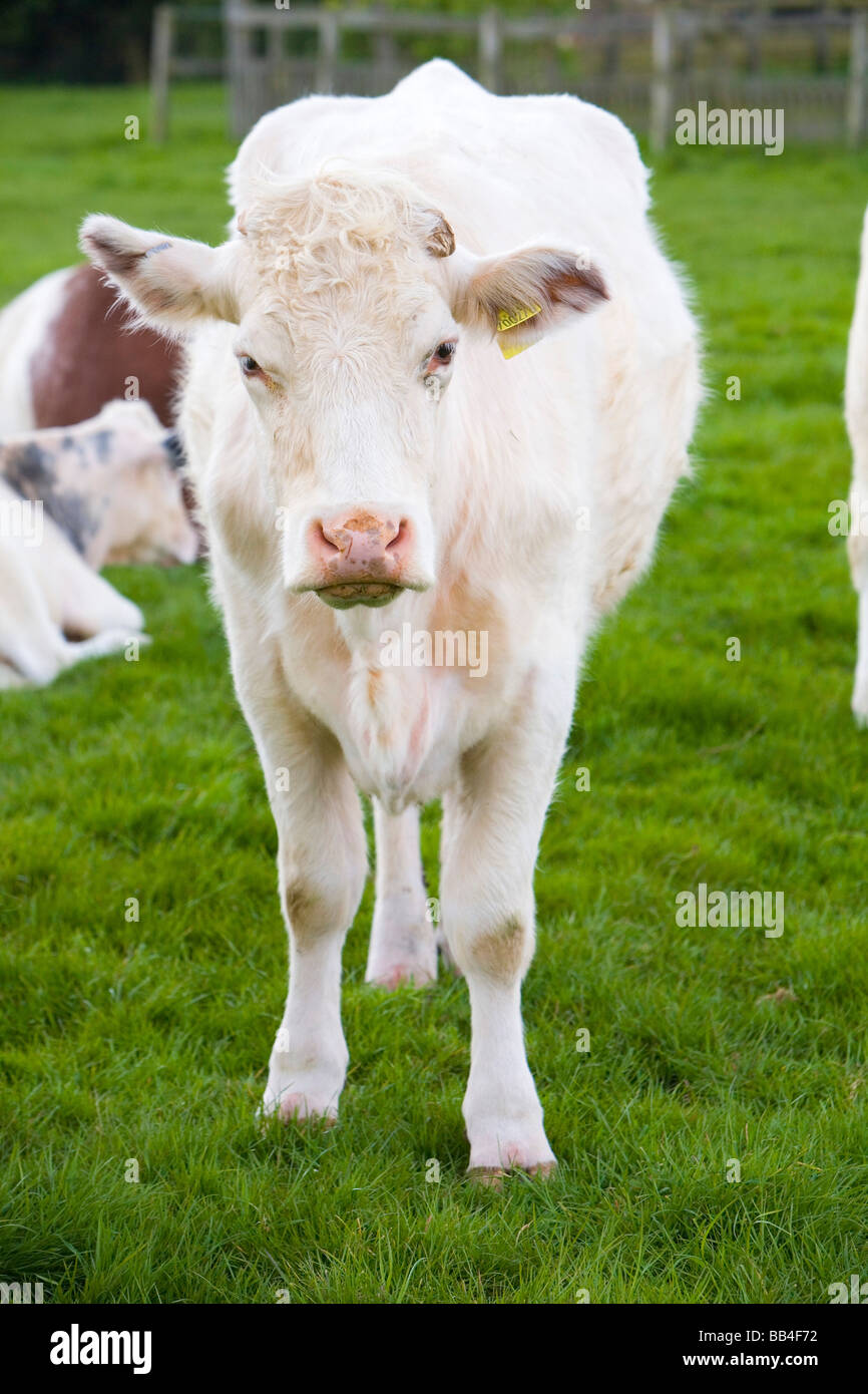 Short Horn Beef Cattle near Harpenden in Hertfordshire UK Stock Photo ...