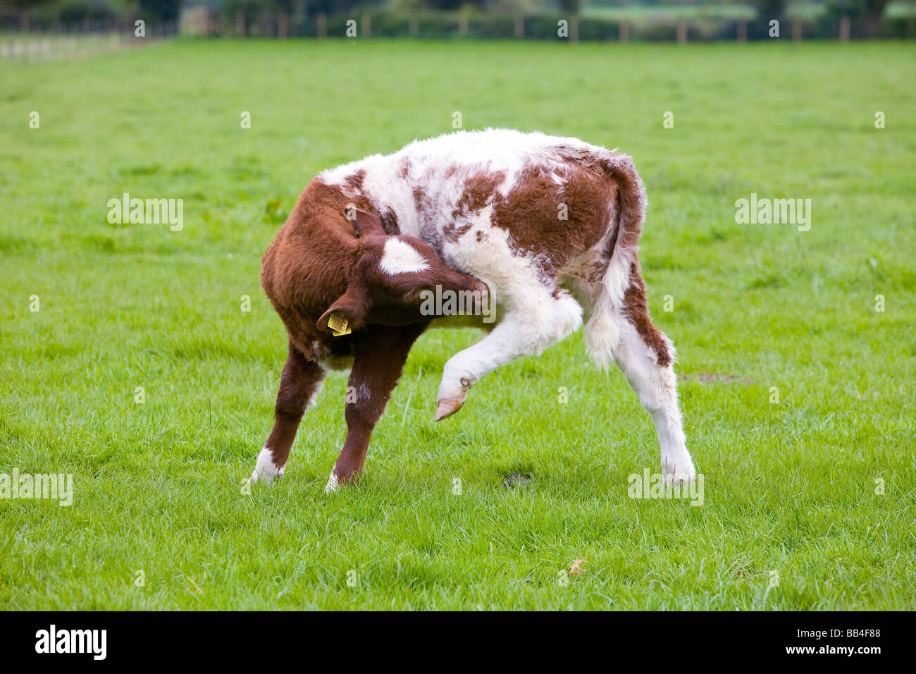 Short Horn Beef Cattle near Harpenden in Hertfordshire UK Stock Photo ...