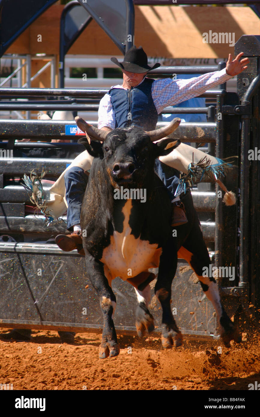 Rodeo bull rider performance at the Texas State Fair rodeo arena/Dallas ...