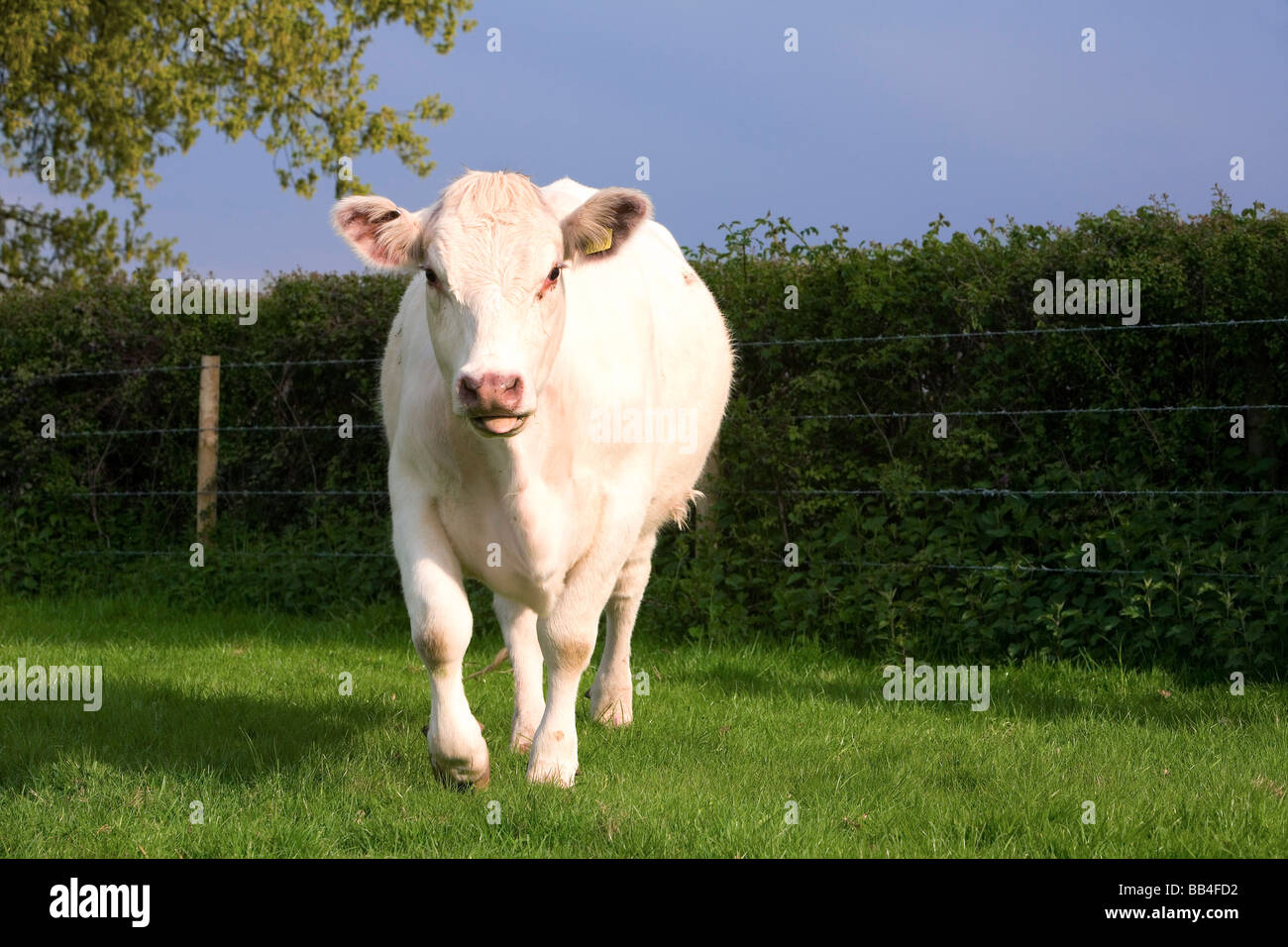 Short Horn Beef Cattle near Harpenden in Hertfordshire UK Stock Photo ...