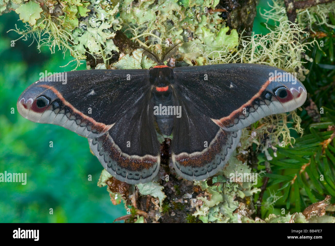Eupackardia calleta moth hi-res stock photography and images - Alamy