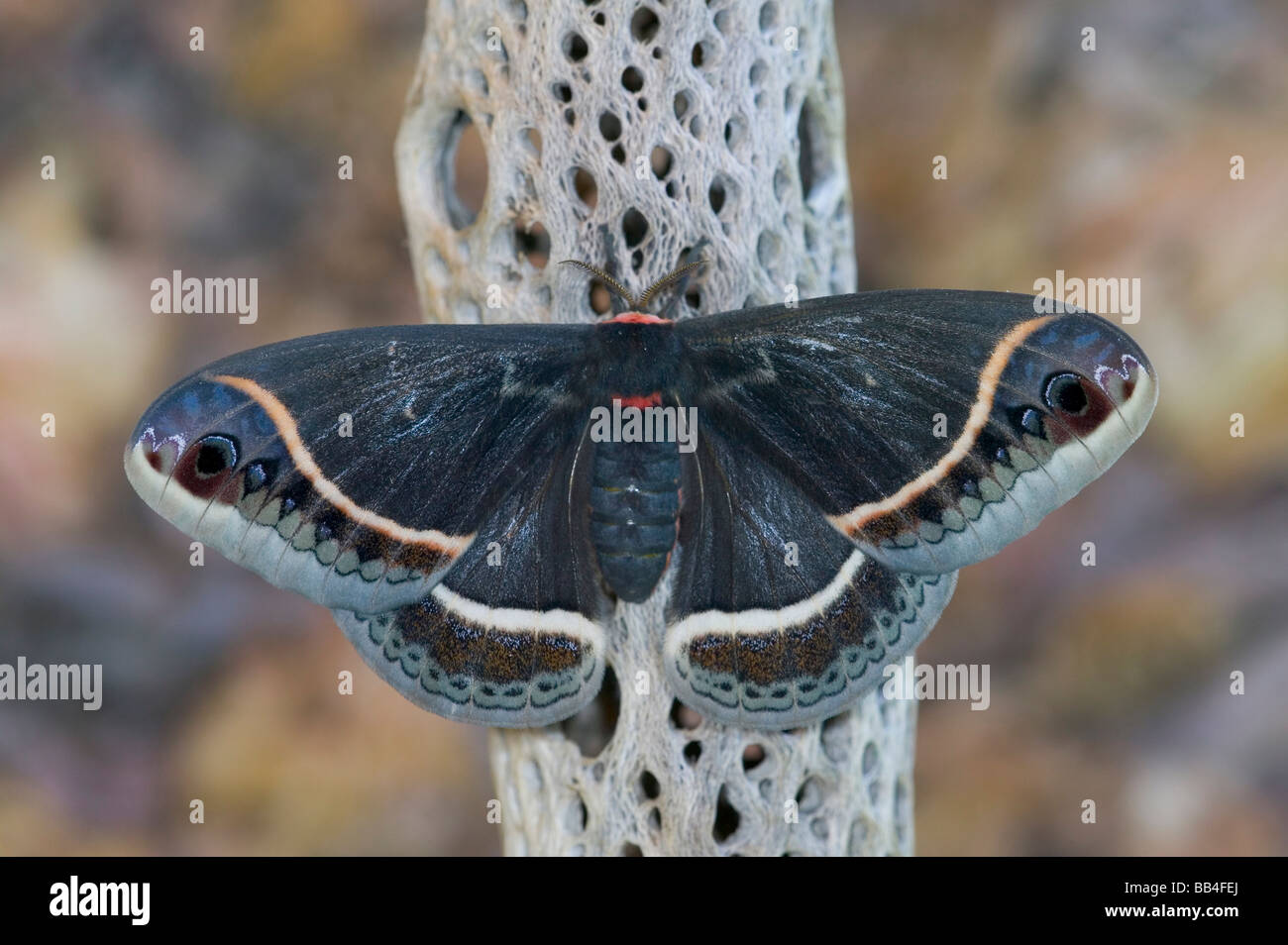Eupackardia calleta moth hi-res stock photography and images - Alamy