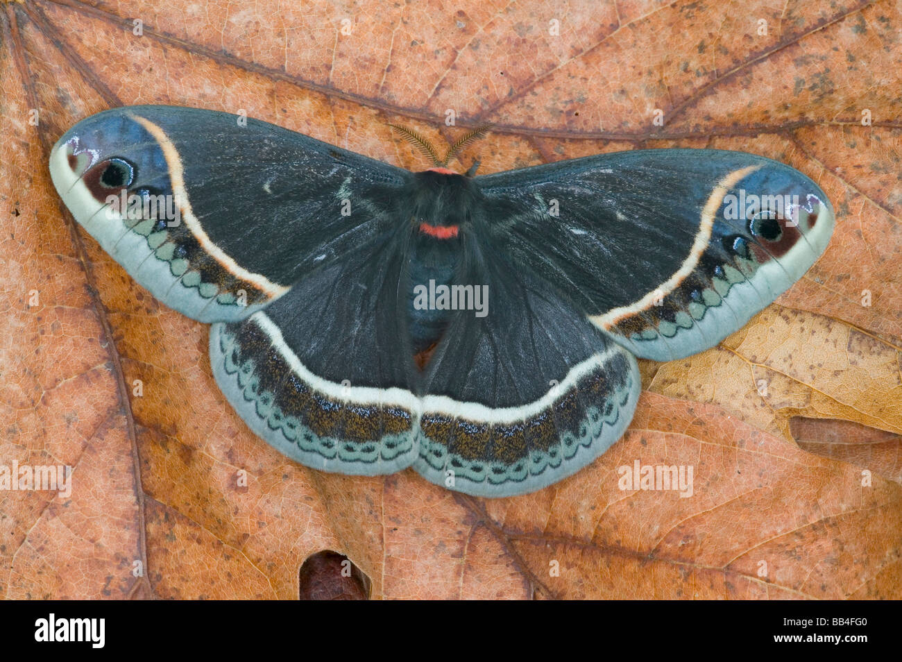 Sammamish, Washington Silk Moth for Arizona area Eupackardia calleta ...