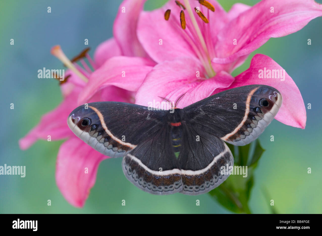 Sammamish, Washington Silk Moth for Arizona area Eupackardia calleta ...