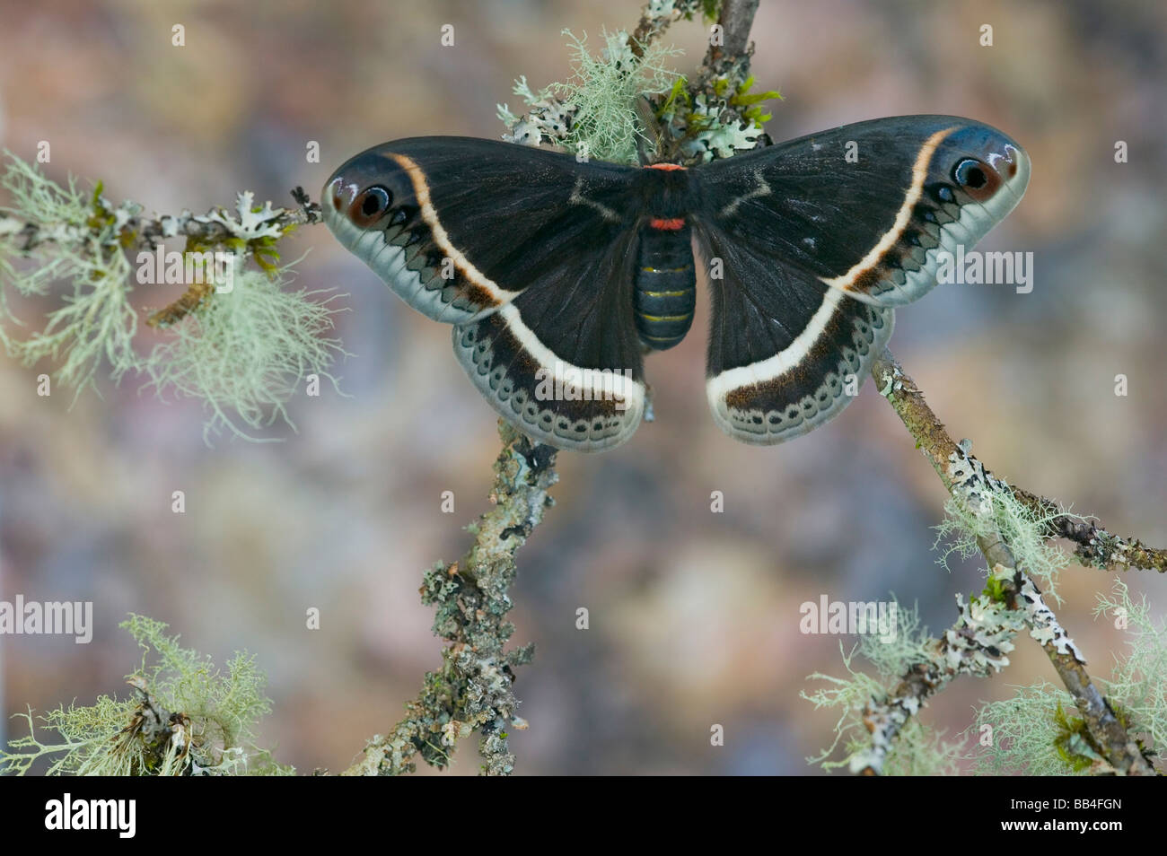 Sammamish, Washington Silk Moth for Arizona area Eupackardia calleta ...