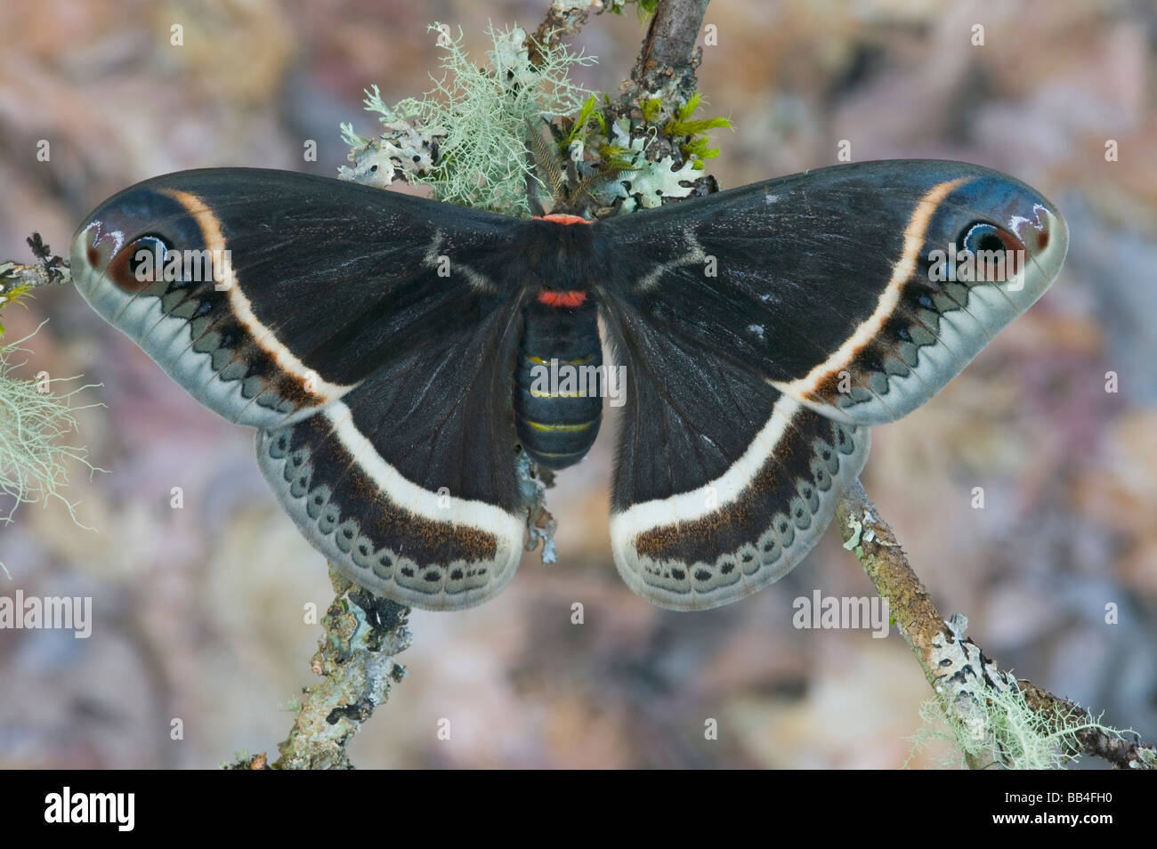 Sammamish, Washington Silk Moth for Arizona area Eupackardia calleta ...