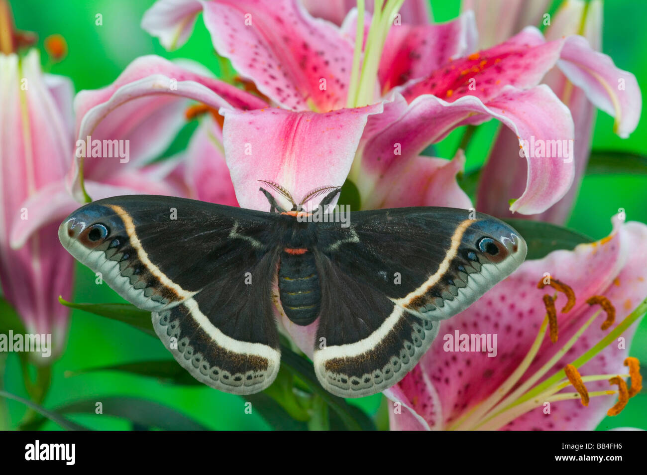Sammamish, Washington Silk Moth for Arizona area Eupackardia calleta ...