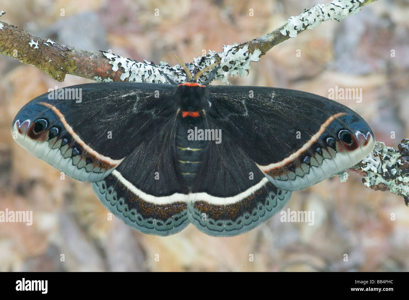 Sammamish, Washington Silk Moth for Arizona area Eupackardia calleta ...