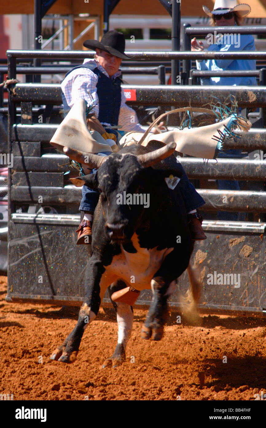 Rodeo bull rider performance at the Texas State Fair rodeo arena/Dallas ...