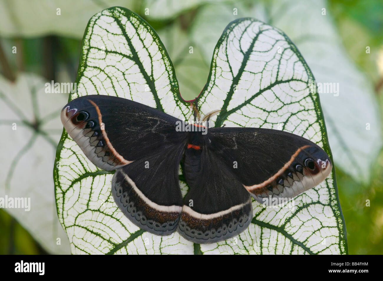 Sammamish, Washington Silk Moth for Arizona area Eupackardia calleta ...